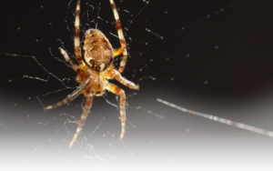 New Zealand Rats - Facts & Figures - Northpest Pest Control Specialists ...