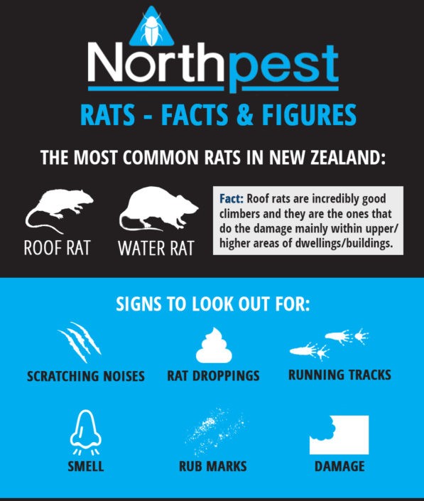 New Zealand Rats - Facts & Figures - Northpest Pest Control Specialists ...